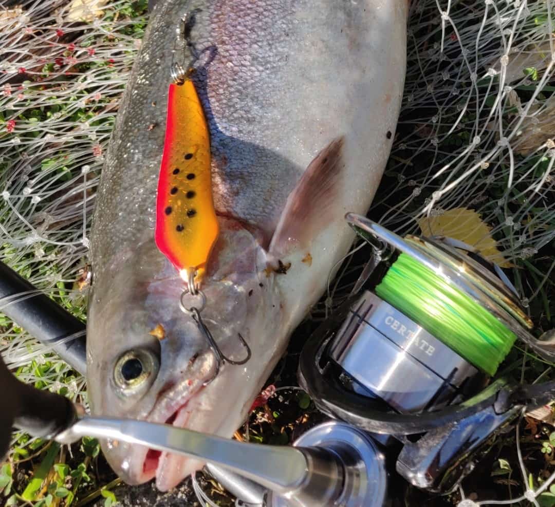 Neiden Junior - Tehokas uistin kirjolohelle ja taimenelle – Tiura-Uistin